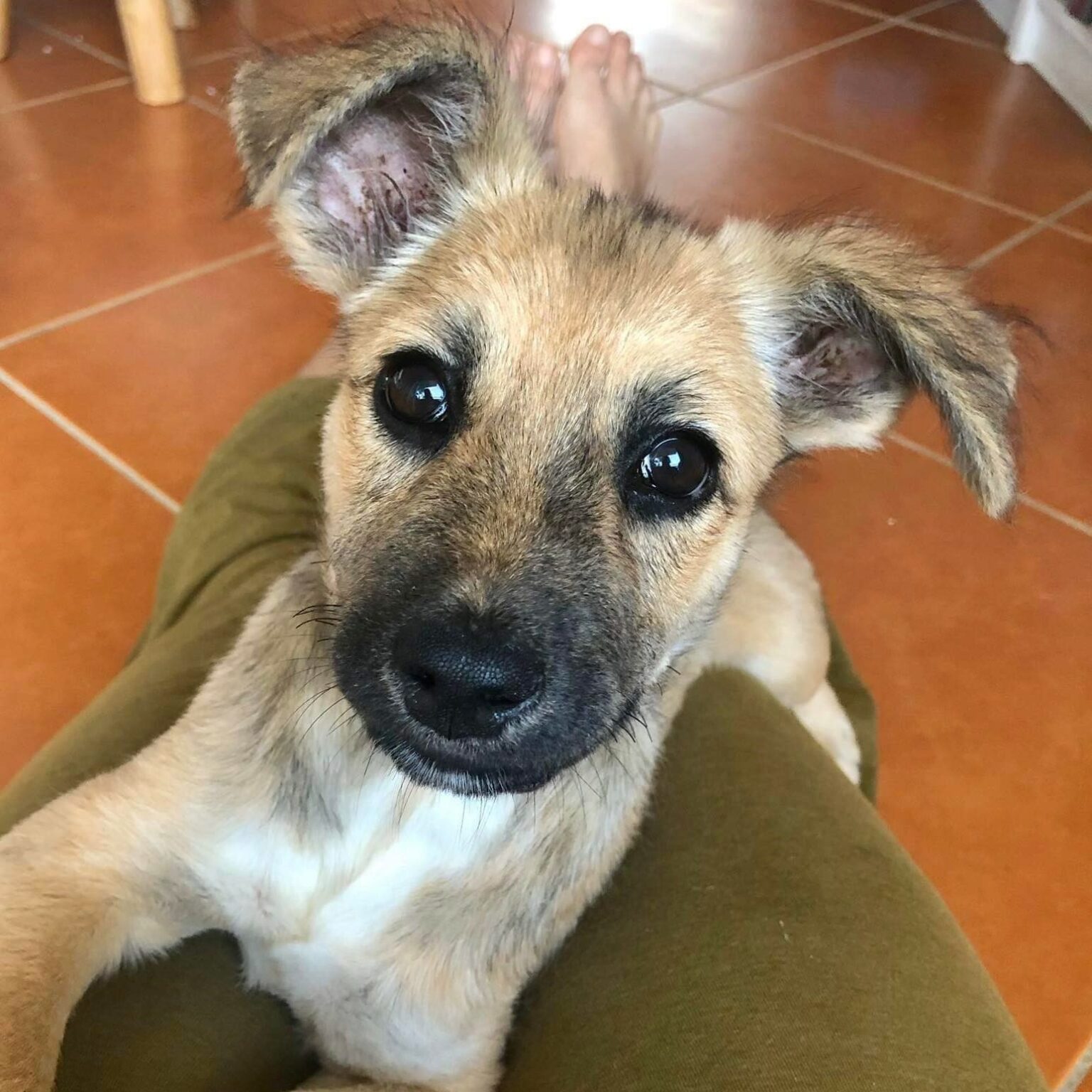 A l’adoption | Espoir réunion : association de protection animale