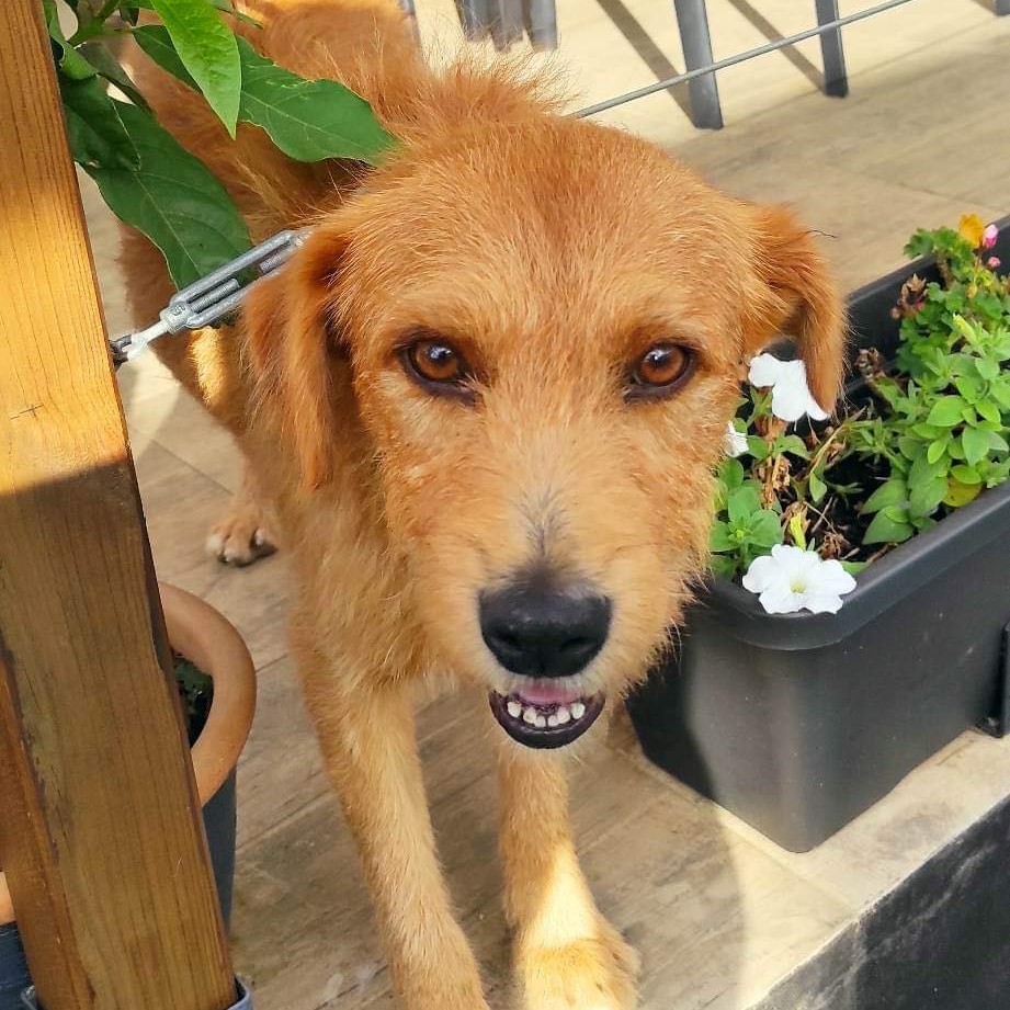 A l’adoption | Espoir réunion : association de protection animale