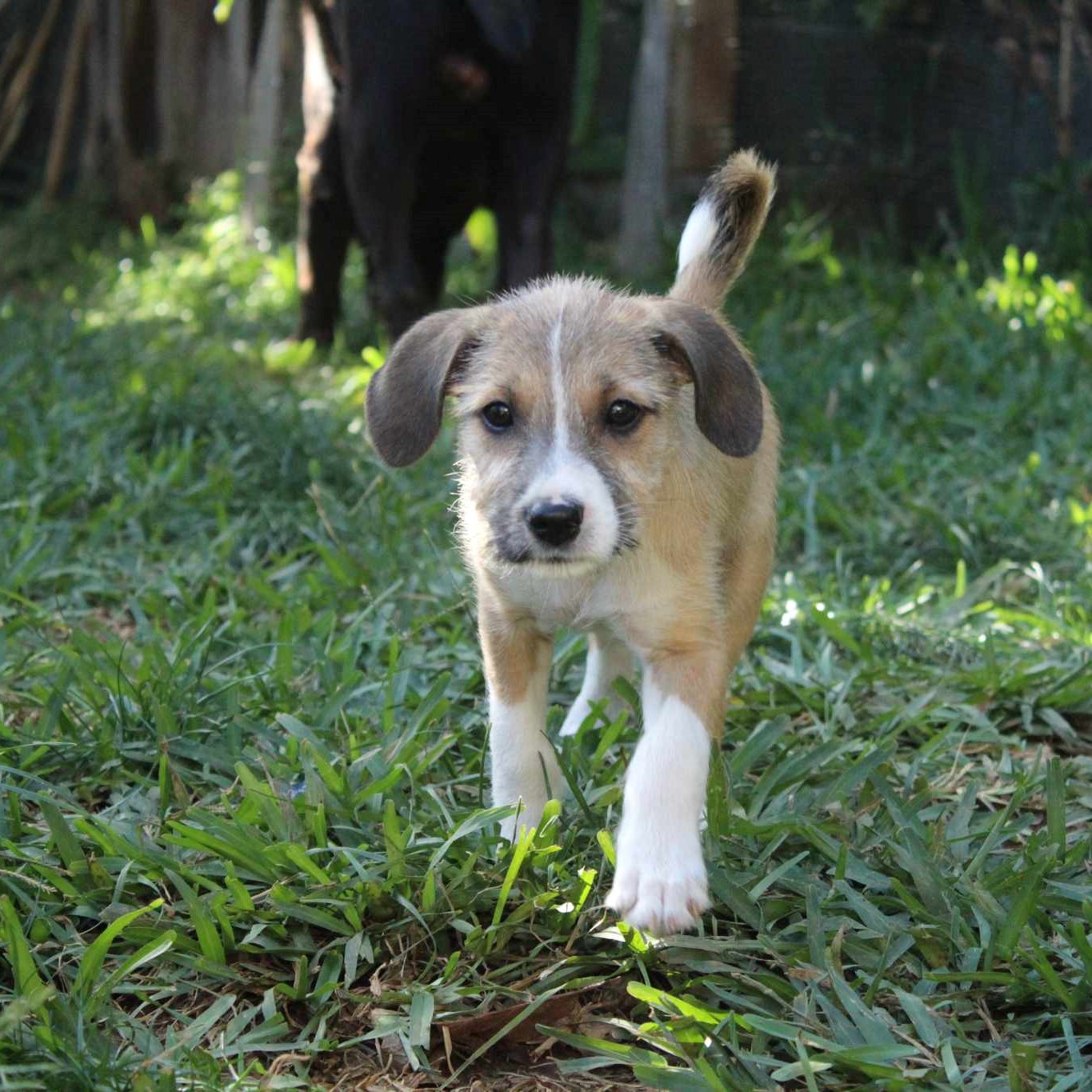 A l’adoption | Espoir réunion : association de protection animale