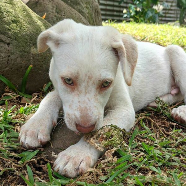 A l’adoption | Espoir réunion : association de protection animale