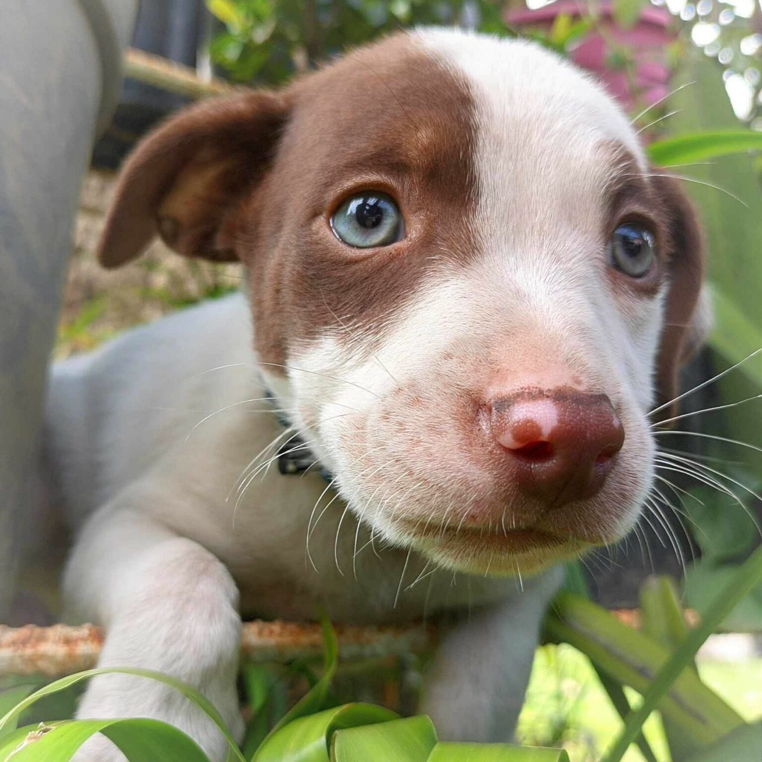 A l’adoption | Espoir réunion : association de protection animale