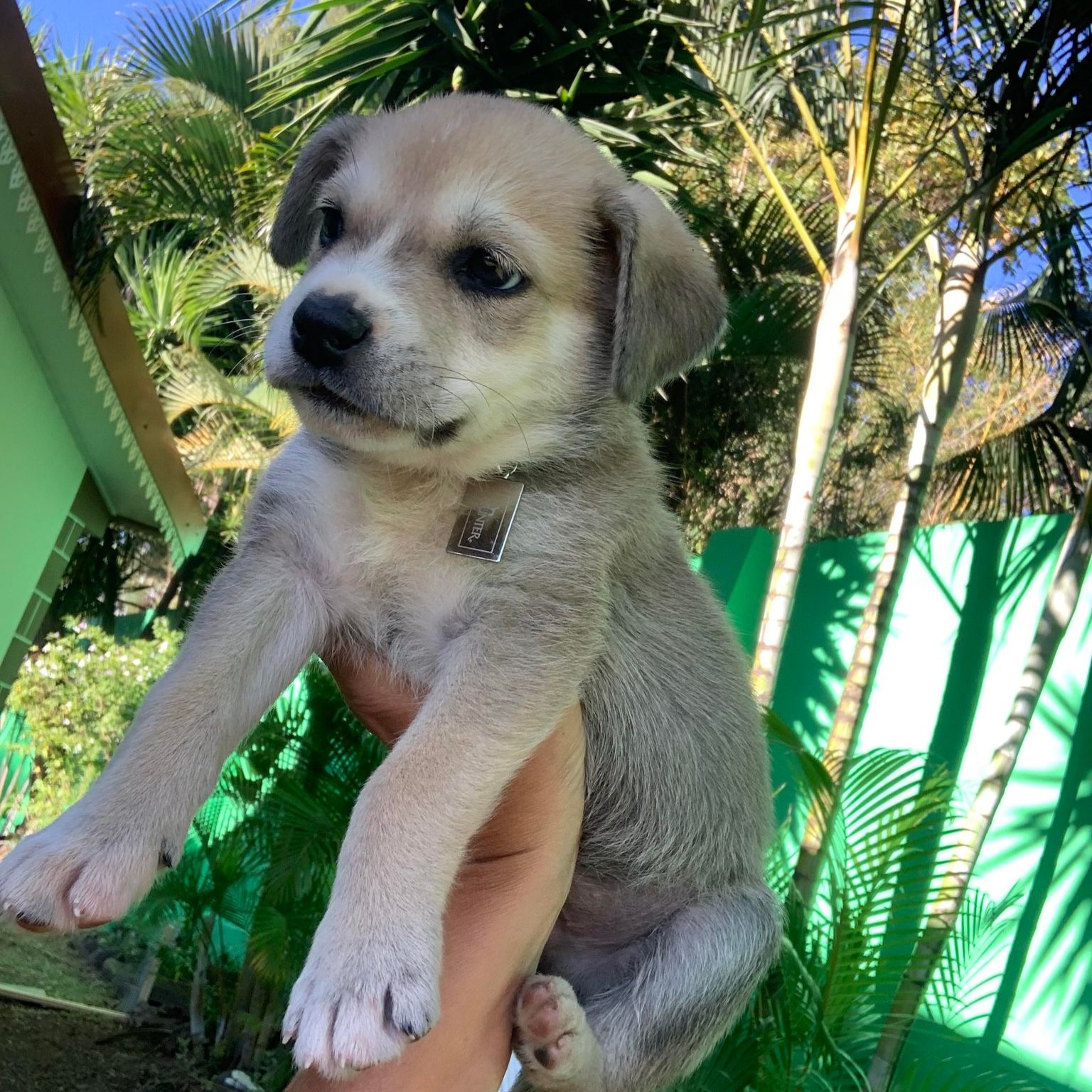 A l’adoption | Espoir réunion : association de protection animale