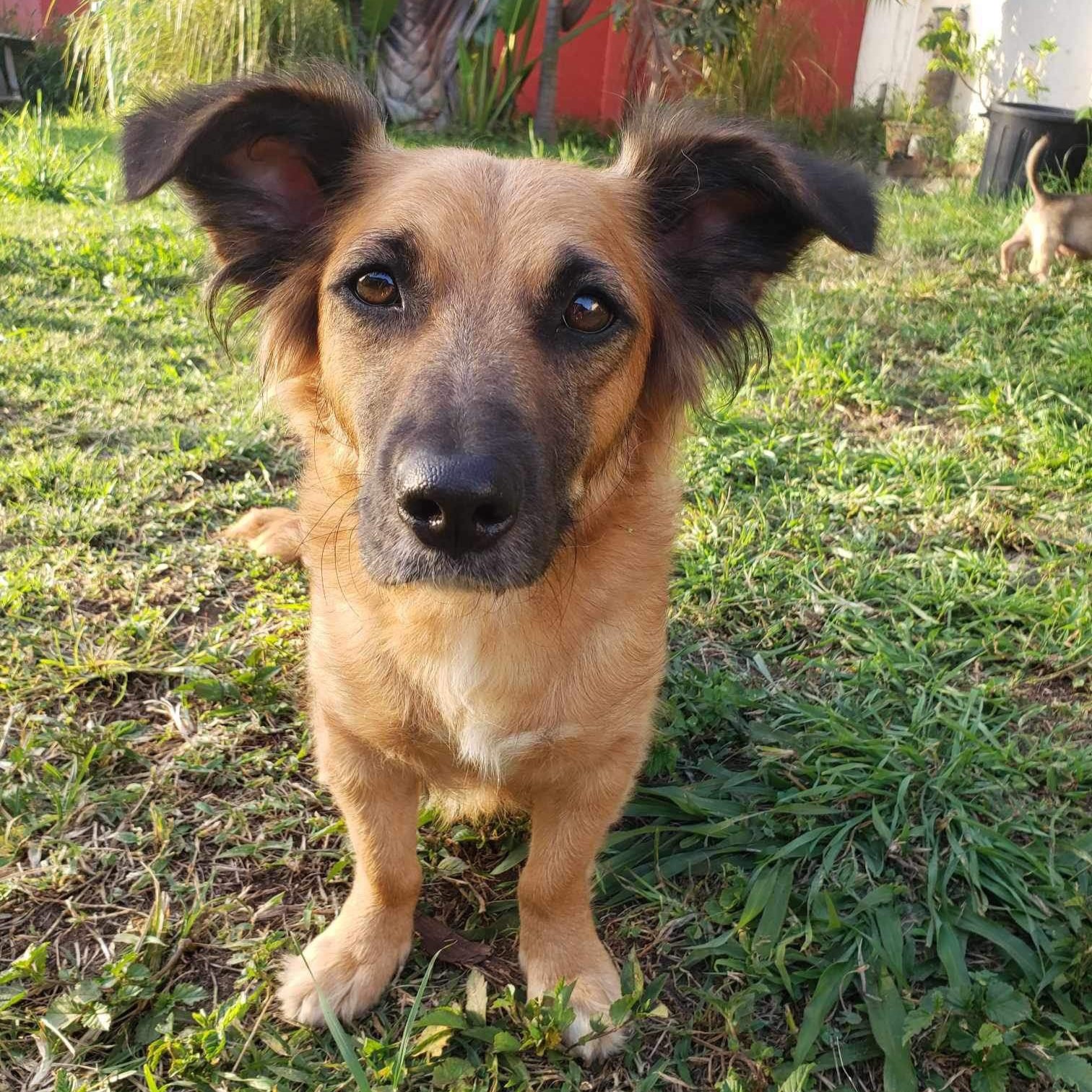 A l’adoption | Espoir réunion : association de protection animale