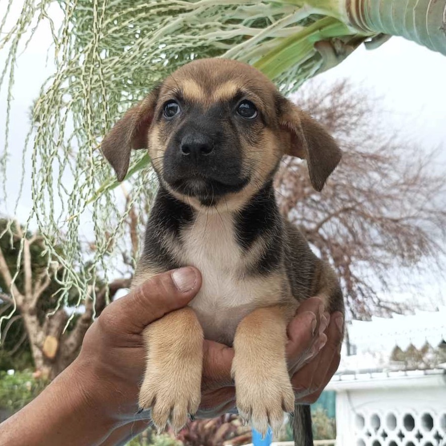 A l’adoption | Espoir réunion : association de protection animale