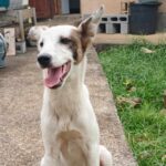 A l’adoption | Espoir réunion : association de protection animale