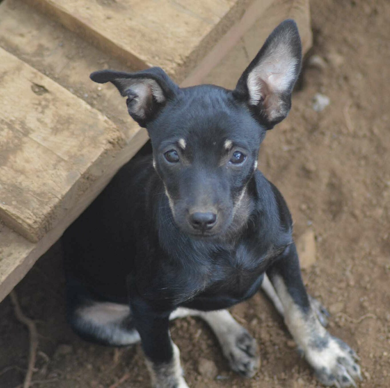 A l’adoption | Espoir réunion : association de protection animale