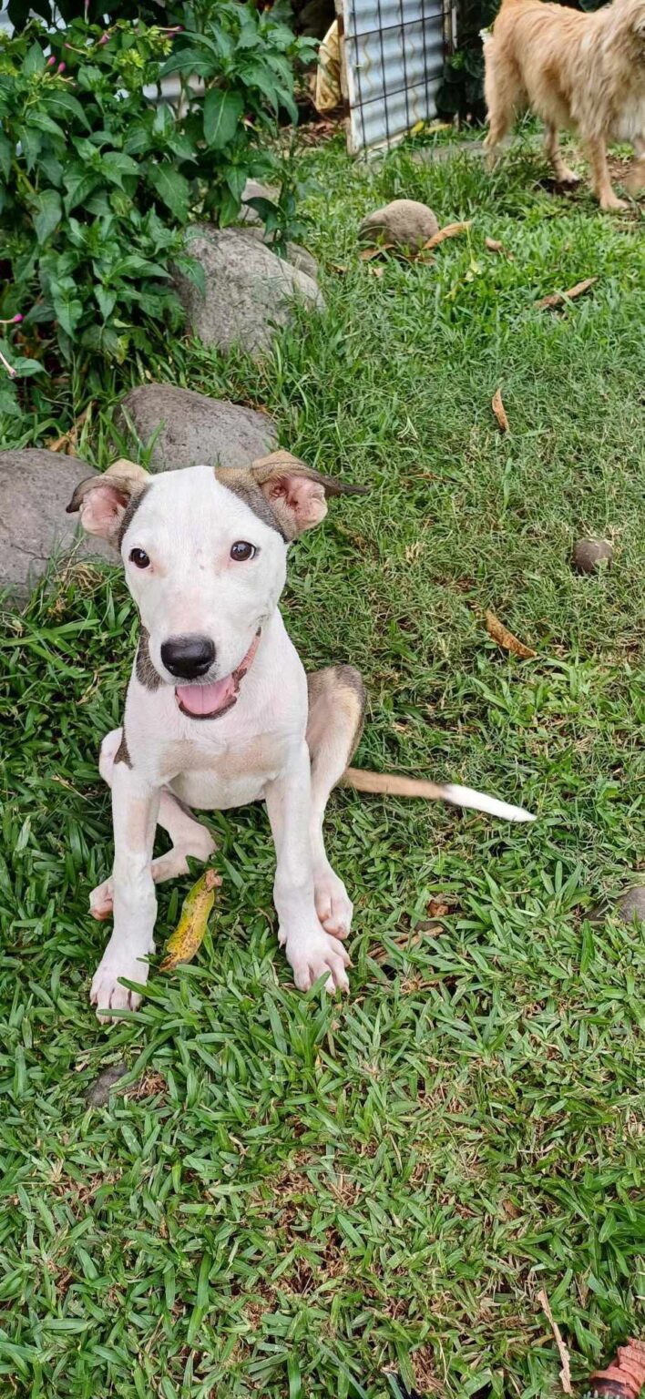 A l’adoption | Espoir réunion : association de protection animale