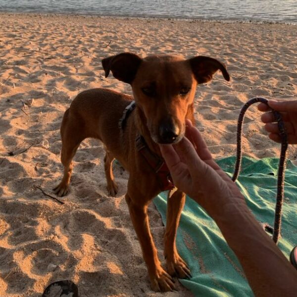 A l’adoption | Espoir réunion : association de protection animale