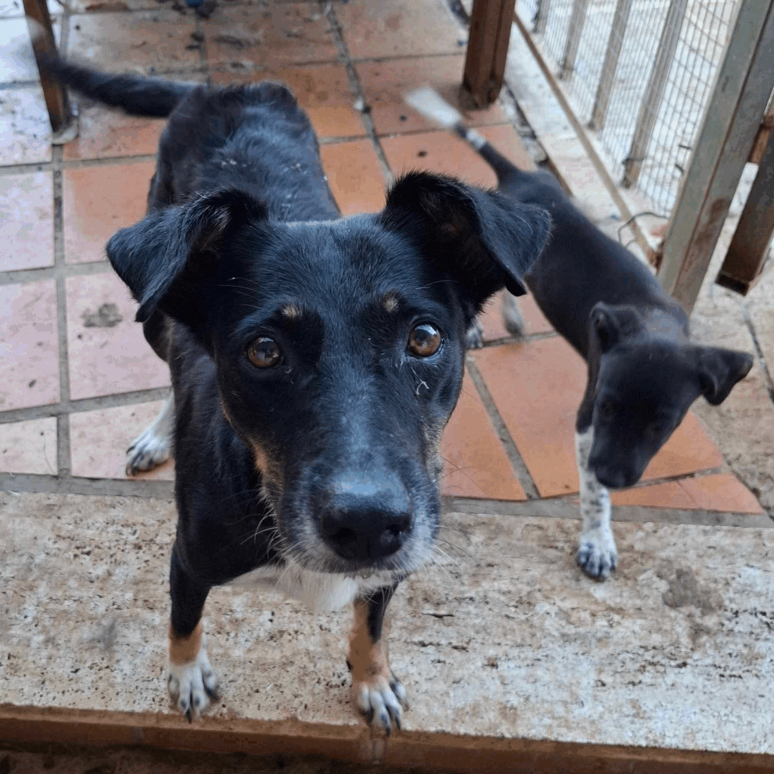 A l’adoption | Espoir réunion : association de protection animale