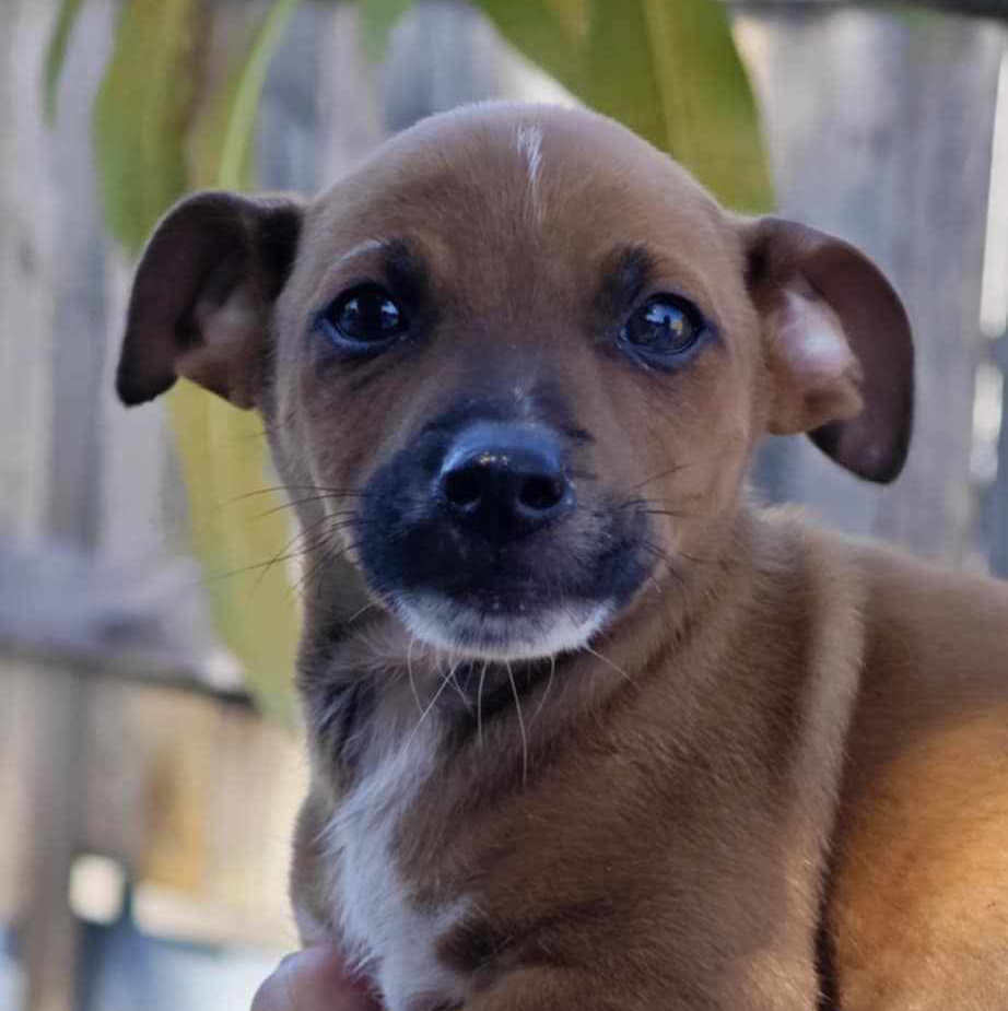 A l’adoption | Espoir réunion : association de protection animale
