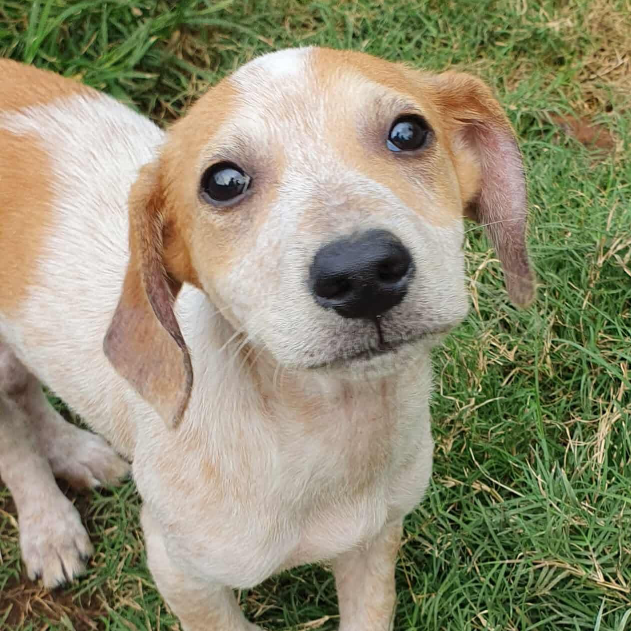 A l’adoption | Espoir réunion : association de protection animale