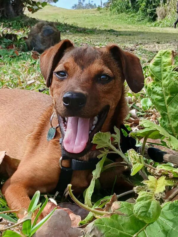 A l’adoption | Espoir réunion : association de protection animale